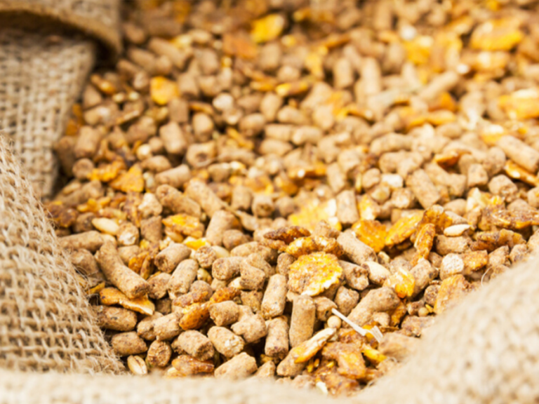 Soya – A BASKET FULL OF OPTIONS